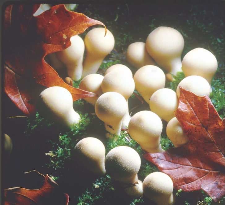 Garden of Earthy Delights: Adirondack Mushrooms - Adirondack Life Magazine