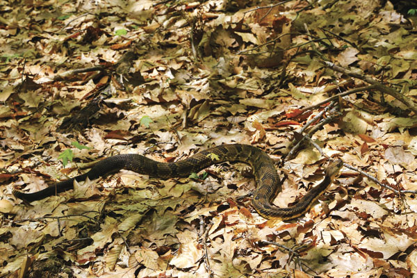 Rattled - Adirondack Life Magazine