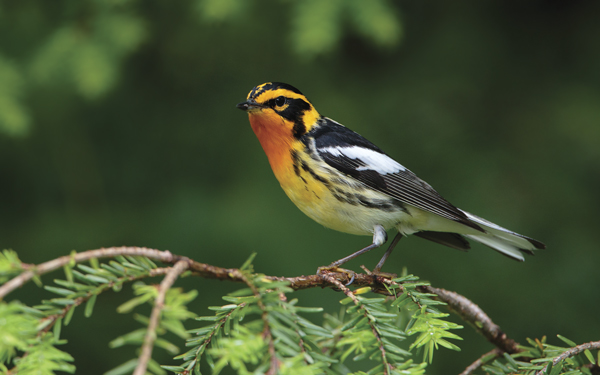 Bird Notes - Adirondack Life Magazine