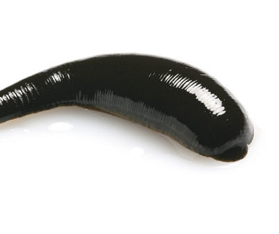 Adirondack Vampires - Adirondack Life Magazine