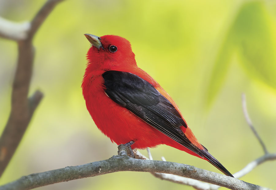 Birds of Summer - Adirondack Life Magazine