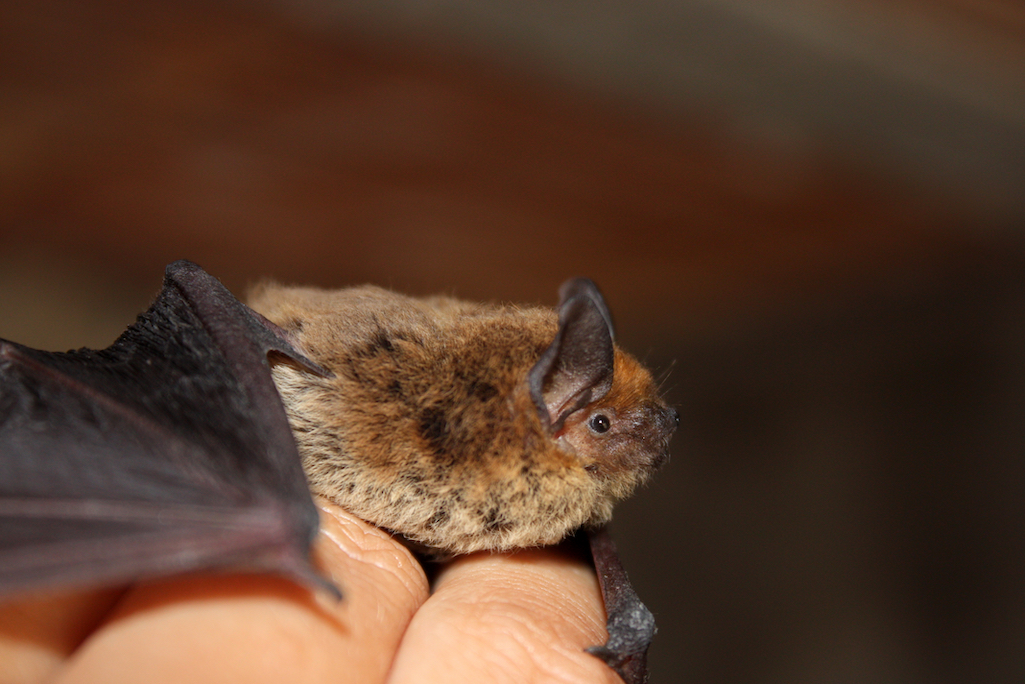 A Closer Look at Adirondack Bats - Adirondack Life Magazine