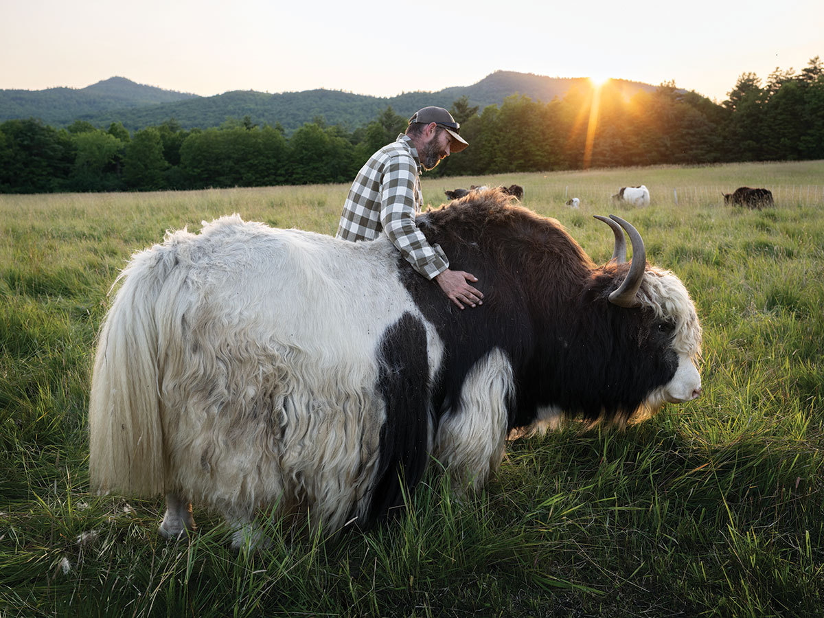 Wrangling Yaks in Westport - Adirondack Life Magazine
