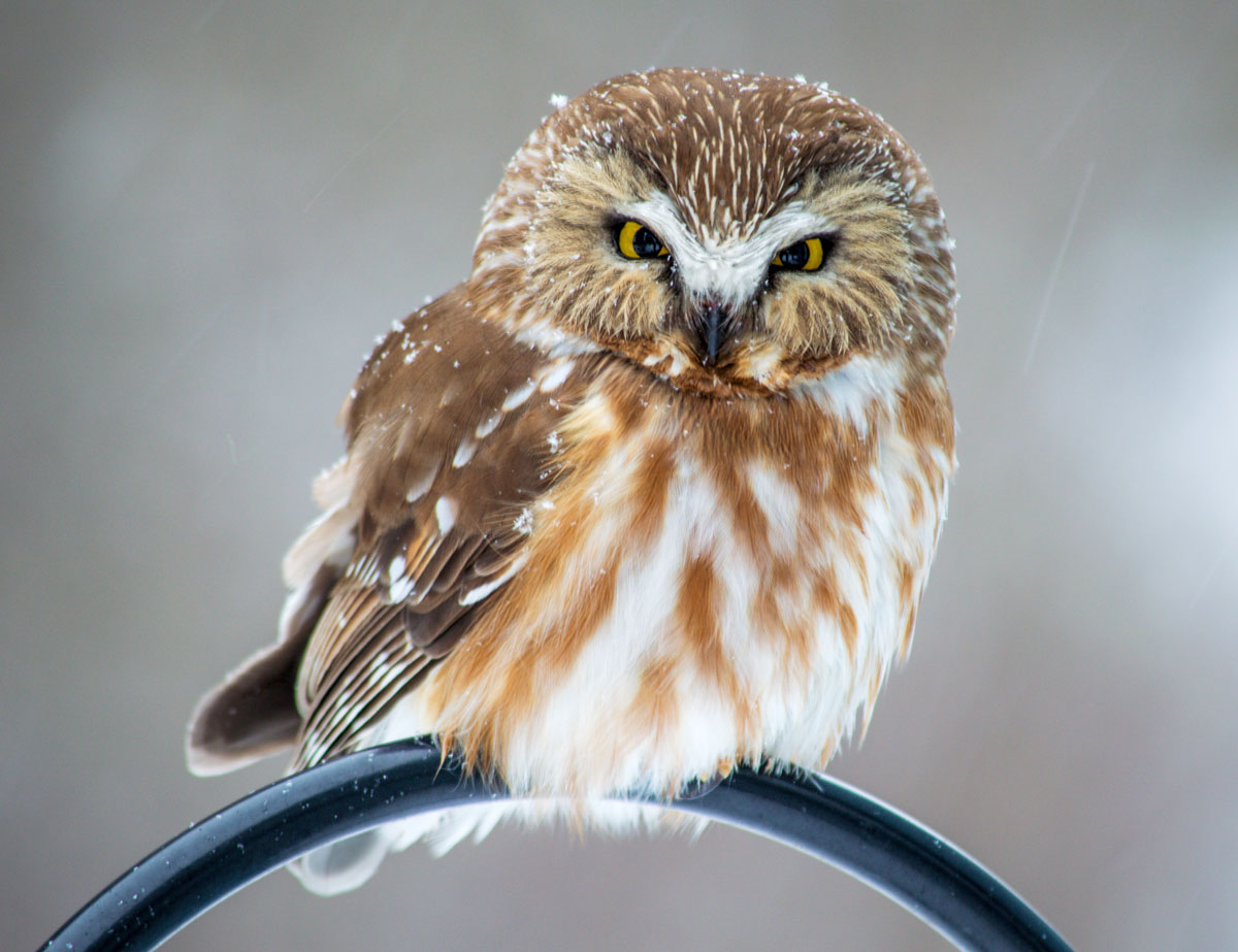 Awards Show: Our 2024 Photography Contest - Adirondack Life Magazine