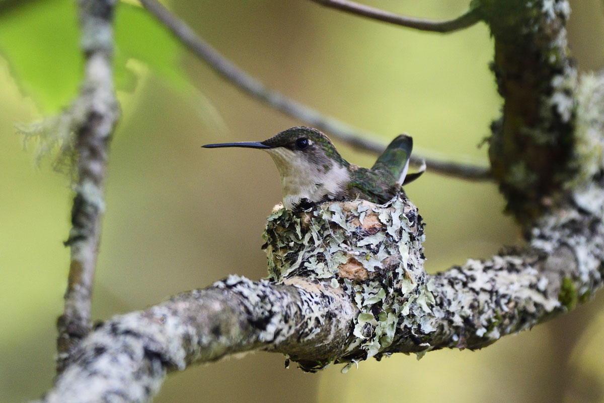 Awards Show: Our 2024 Photography Contest - Adirondack Life Magazine