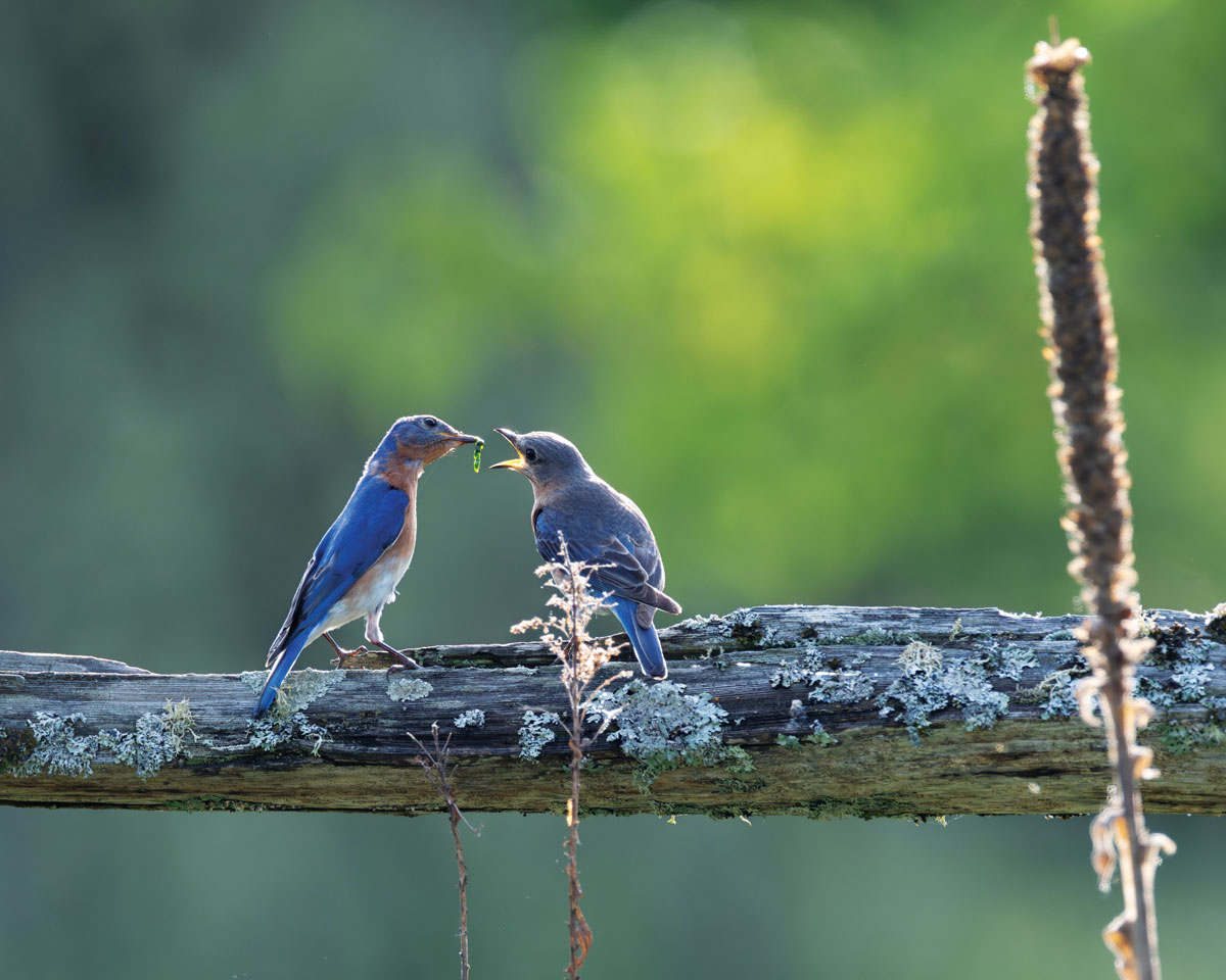 Awards Show: Our 2024 Photography Contest - Adirondack Life Magazine